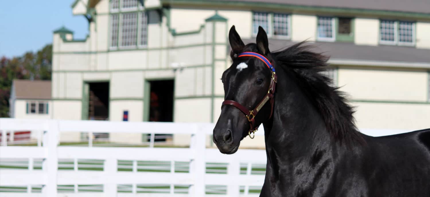 PA Sire Stakes - Standardbred Breeders Association of Pennsylvania PA Sire Stakes - Standardbred Breeders Association of Pennsylvania